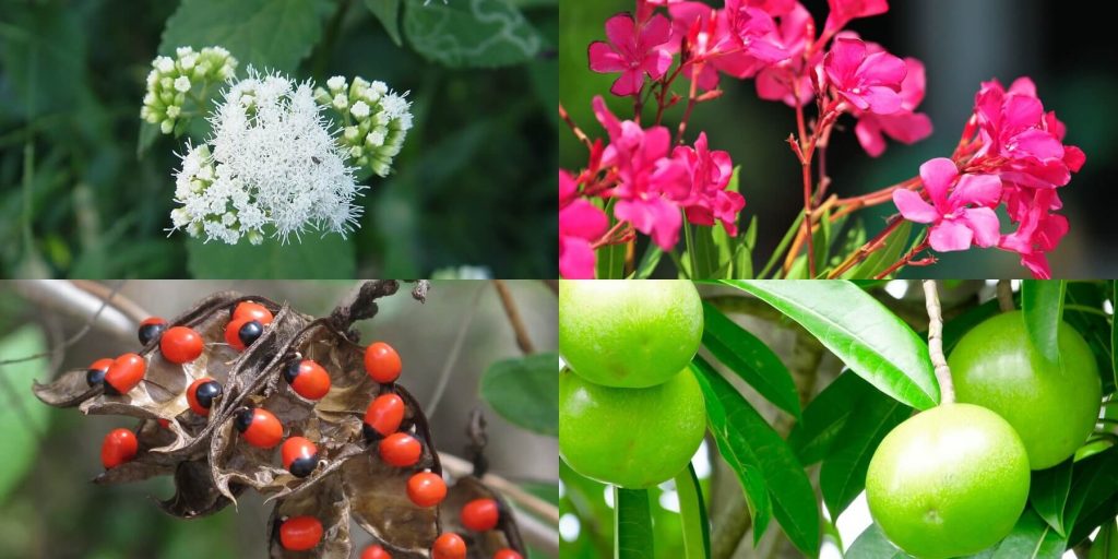 Dünyanın En Zehirli Bitkileri - Bilimsel Dunya