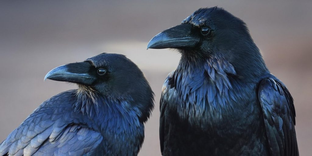 Karga Ve Özellikleri - Bilimsel Dunya
