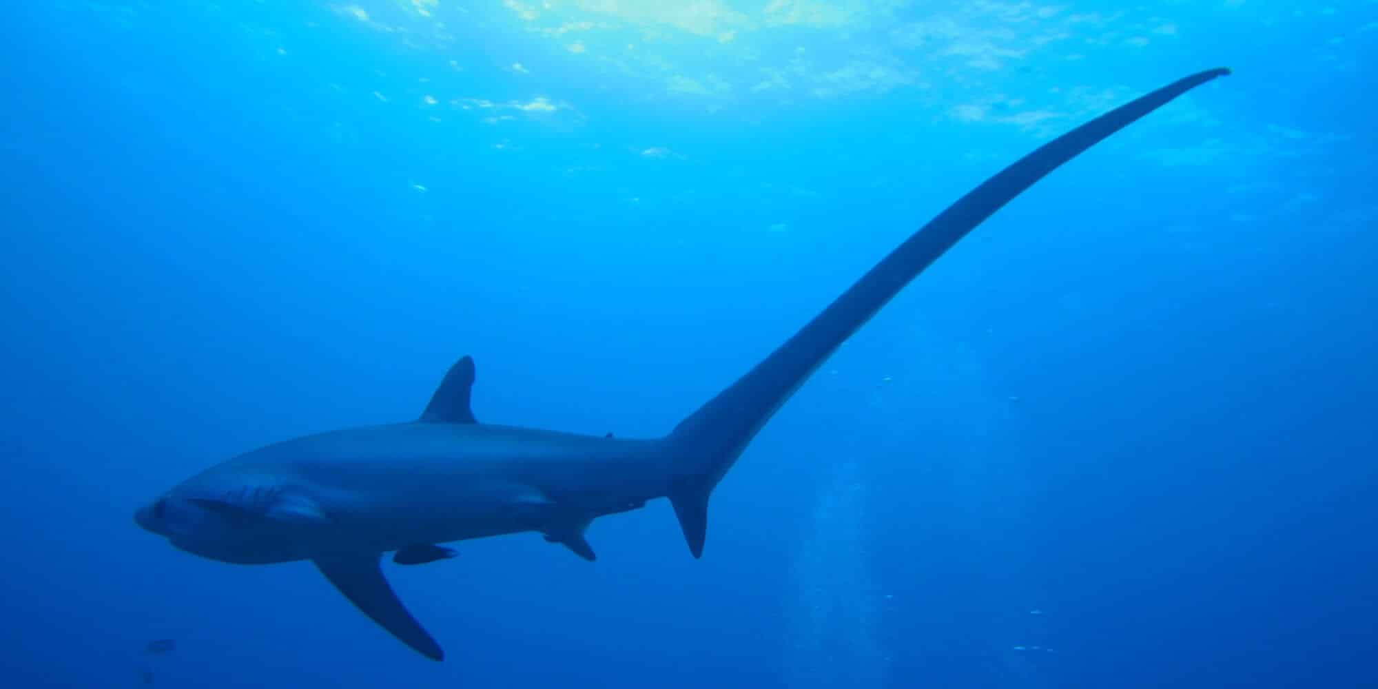 Sapan Köpek Balıkları (Alopias Sp.) - Bilimsel Dunya